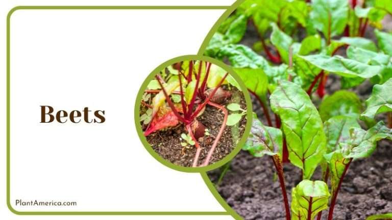 What Garden Plants Need Lime: 6 Picks That Need It To Thrive - Plant ...