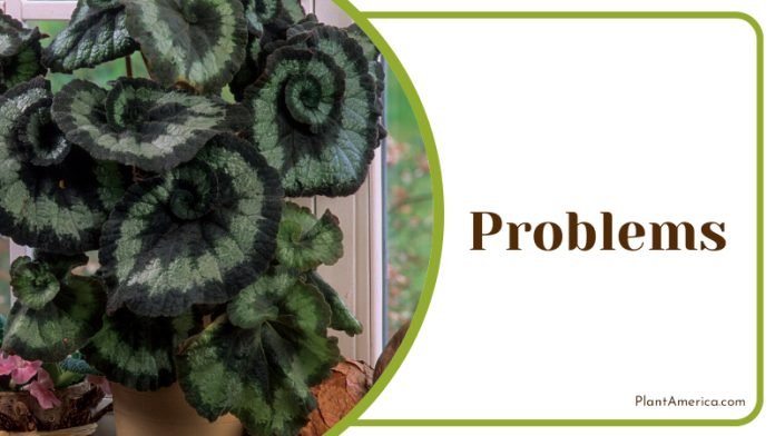 Begonia Pavonina: Caring for the Plant With Metallic Blue Leaves ...