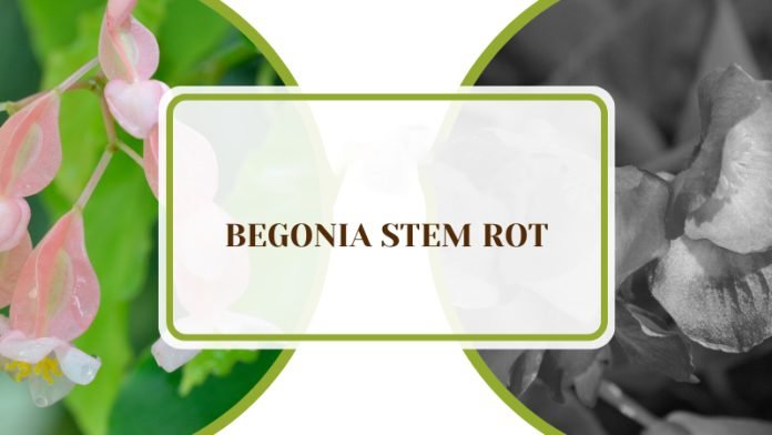 Begonia Stem Rot: The Different Causes and Their Prevention - Plant America