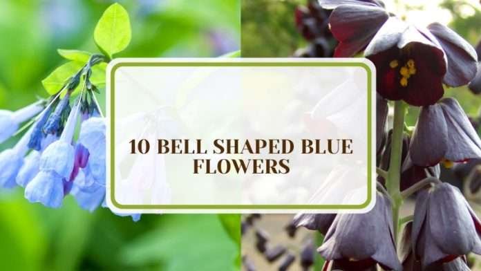 10 Bell Shaped Blue Flowers: A Must-have For Your Garden - Plant America