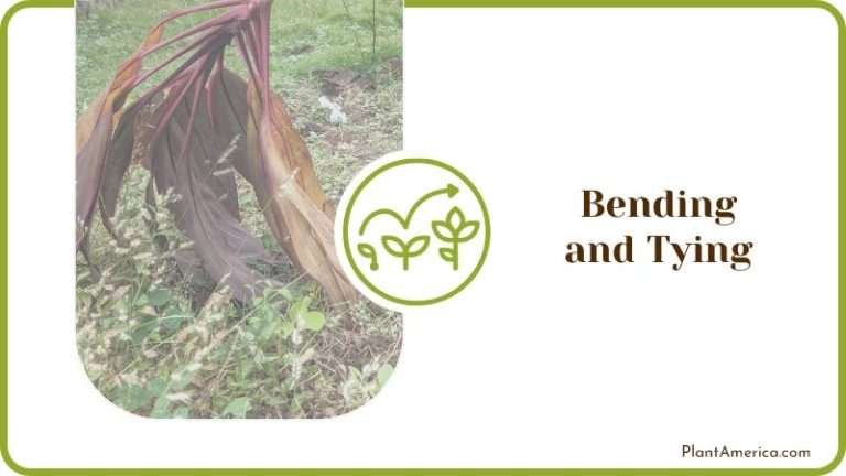 Training Plants To Grow Horizontally: Easy Ways To Shape It - Plant America