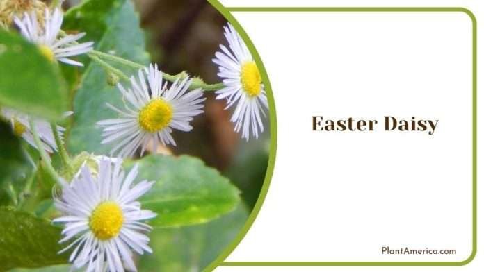 24 Types of Daisies You Need To Know for Your Home Garden - Plant America