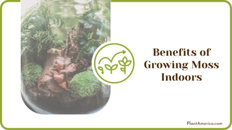 Growing Moss Indoors - Simple and the Most Effective Method - Plant America