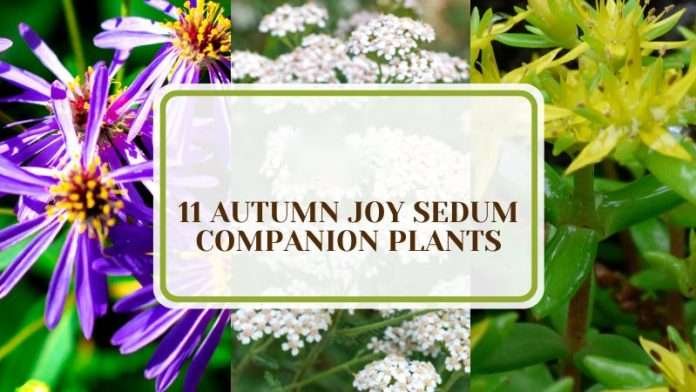 11 Autumn Joy Sedum Companion Plants: List of Best Options - Plant America