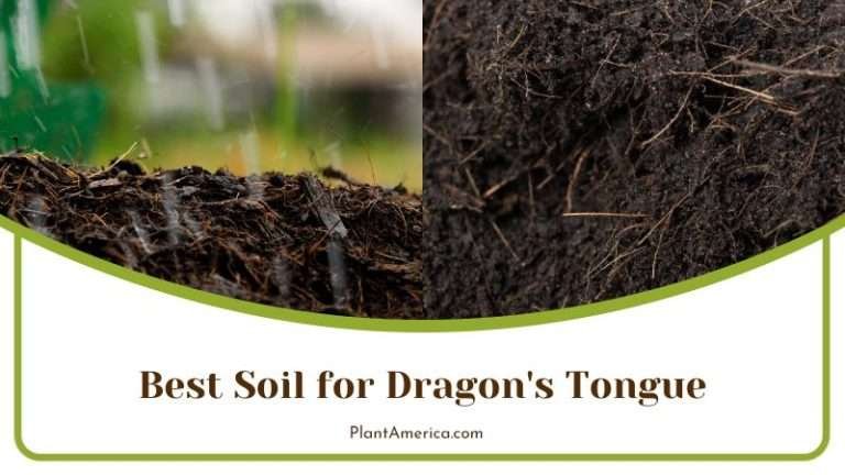 Dragon's Tongue (Hemigraphis Repanda): Essential Indoor and Outdoor ...