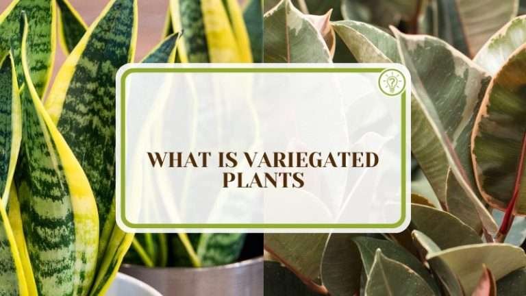 What Is Variegated Plants? The Best Varieties to Plant - Plant America
