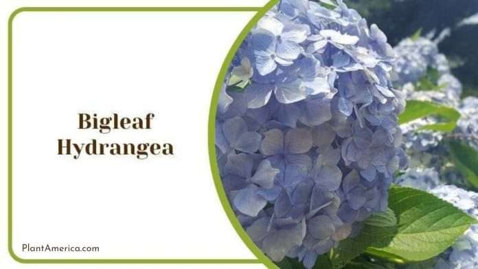 14 Flowers That Look Like Hydrangea for Enhancing Garden Beauty - Plant ...