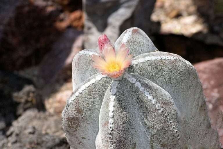 15 Cute Cactus Plants: A List Packed With Fuzzy Plants - Plant America