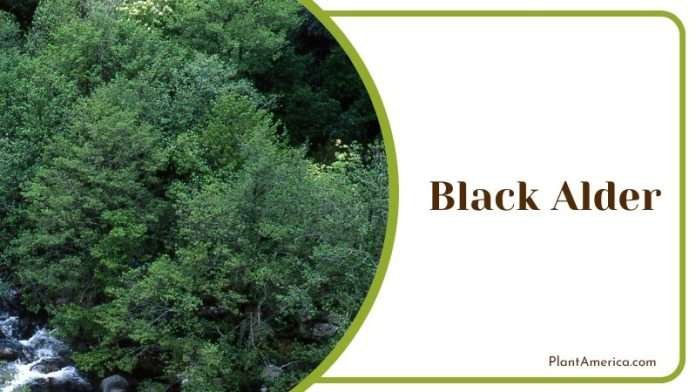 What Trees Produce Yellow Pollen: 6 Most Common Trees - Plant America