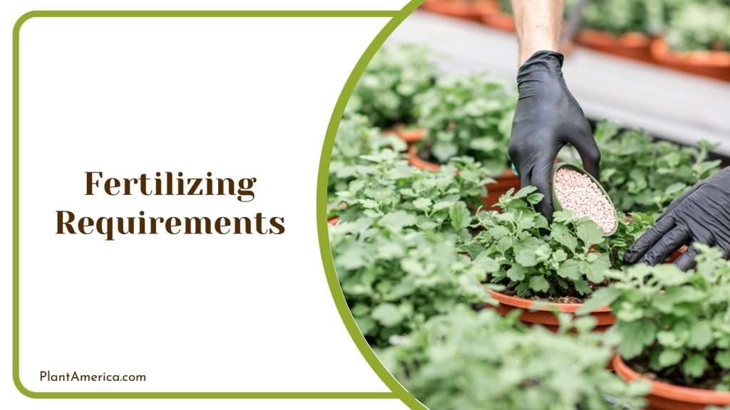 Philodendron Fibrosum: Care Tips for this Large-Leaved Plant - Plant ...