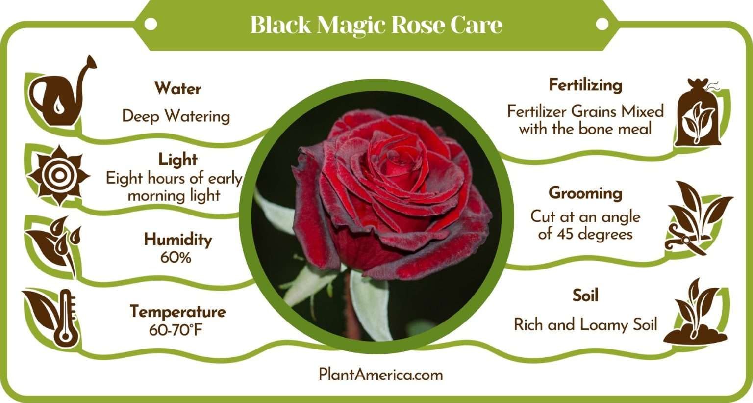 Black Magic Rose: Must Have Care and Propagation Guide For Homeowners ...