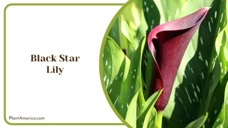18 Dark Lilies to Satisfy Your Dramatic Gardening Aesthetics - Plant ...