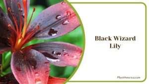 18 Dark Lilies to Satisfy Your Dramatic Gardening Aesthetics - Plant ...
