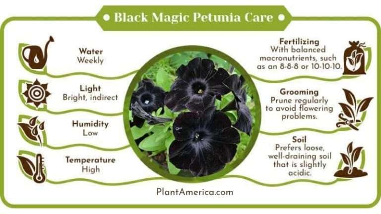 Black Magic Petunia Care: Mystical Flowers in the Garden - Plant America