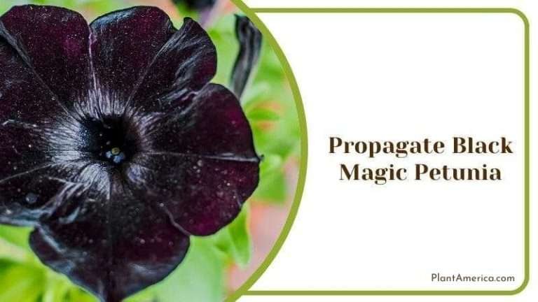 Black Magic Petunia Care: Mystical Flowers in the Garden - Plant America