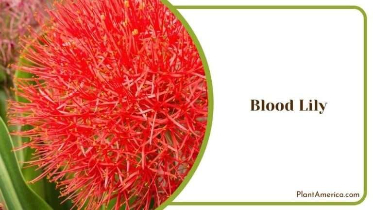14 Red Tropical Flowers: Ones That Will Stand Out - Plant America