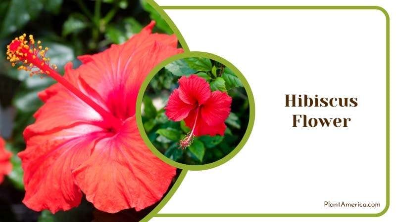 9 Plants That Start With H: Beautiful Garden Plants - Plant America