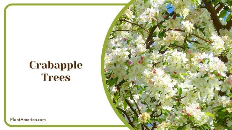 16 Types of Trees in Illinois To Brighten Your Landscape - Plant America