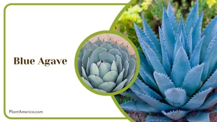 8 Blue House Plants: Adding Color Using Plants - Plant America