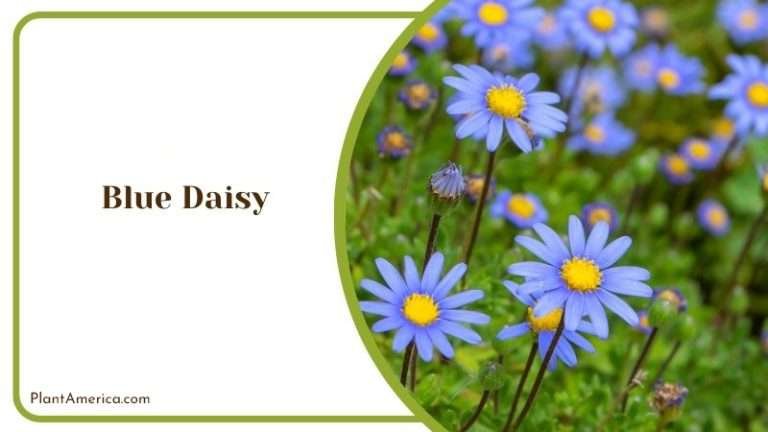 24 Types of Daisies You Need To Know for Your Home Garden - Plant America