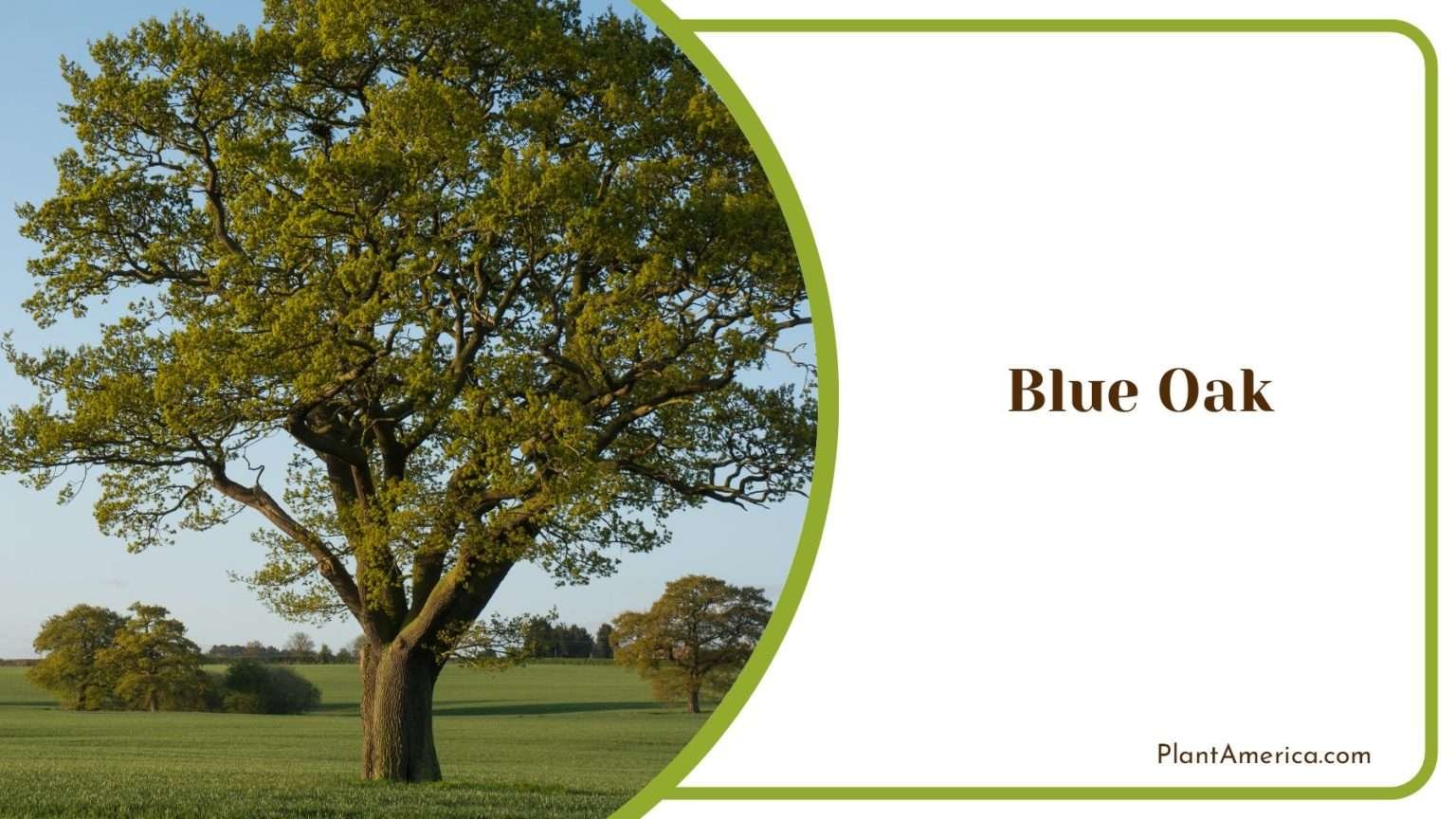 16 California Oak Trees That Thrive in Most Climates - Plant America
