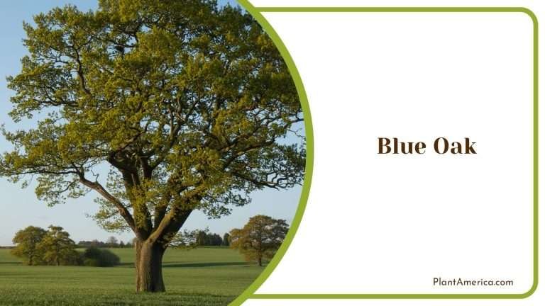 16 California Oak Trees That Thrive in Most Climates - Plant America