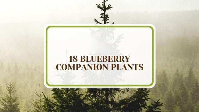 18 Blueberry Companion Plants: The Perfect Ones - Plant America