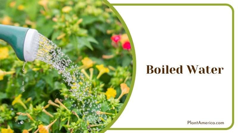 Soft Water on Plants: Does It Help or Hurt? - Plant America