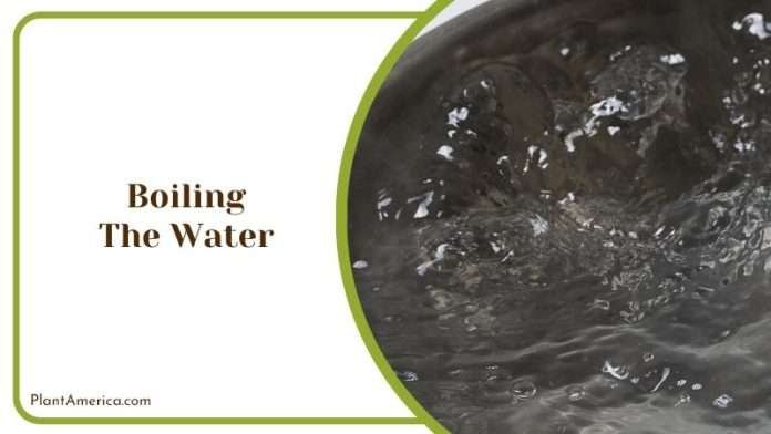 How To Dechlorinate Water for Plants: The Right Methods - Plant America
