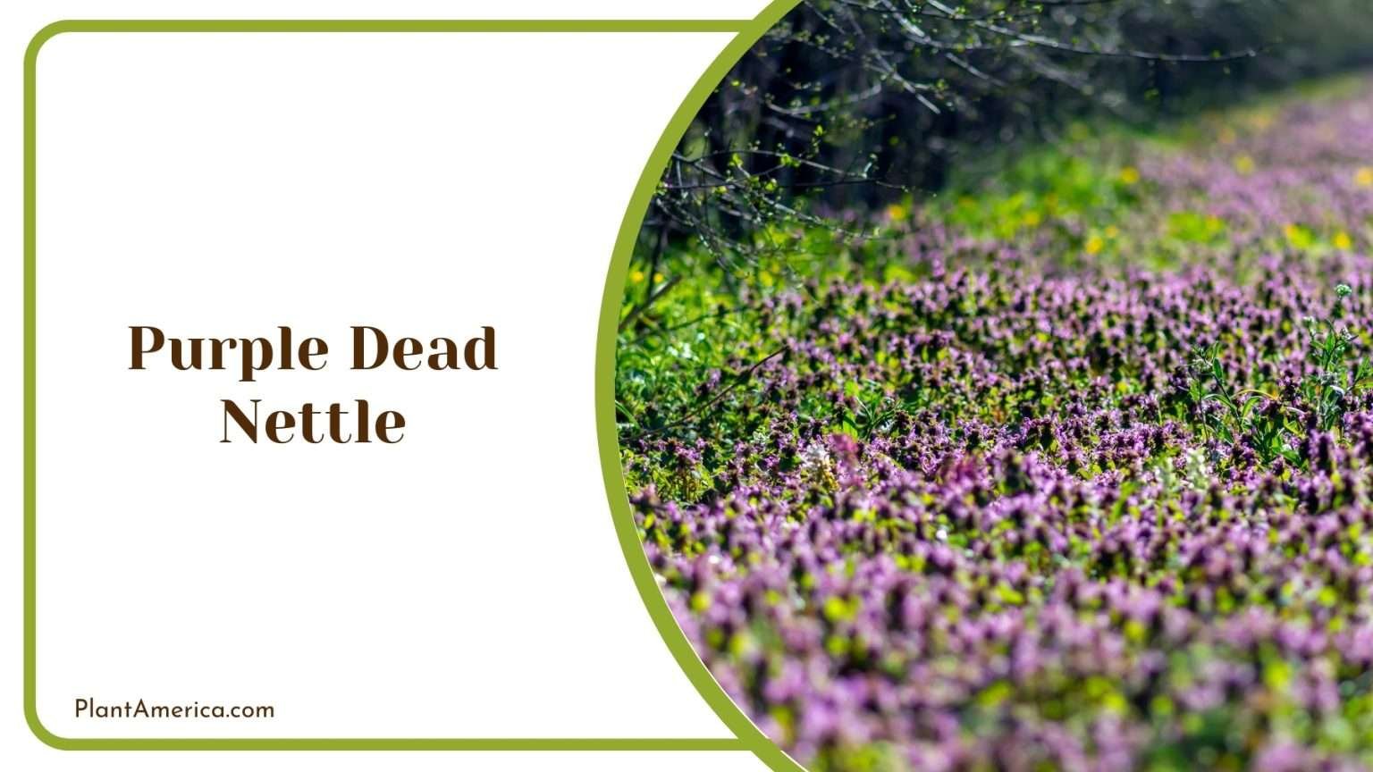 19 Ground Cover With Purple Flowers: Brighten Your Outdoors - Plant America