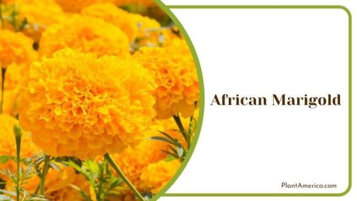 11 Flowers That Look Like Dahlias: Similar But Different - Plant America