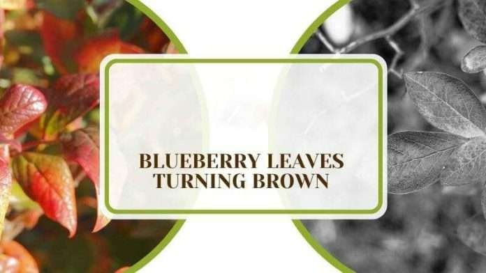 Blueberry Leaves Turning Brown? Fix These Common Gardening Mistakes ...