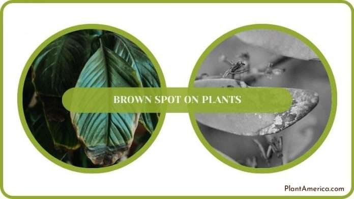Brown Spot on Plants: The Right Reasons and Key Fixes - Plant America