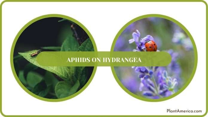 Aphids On Hydrangea: Reasons and Solutions to Infestations - Plant America
