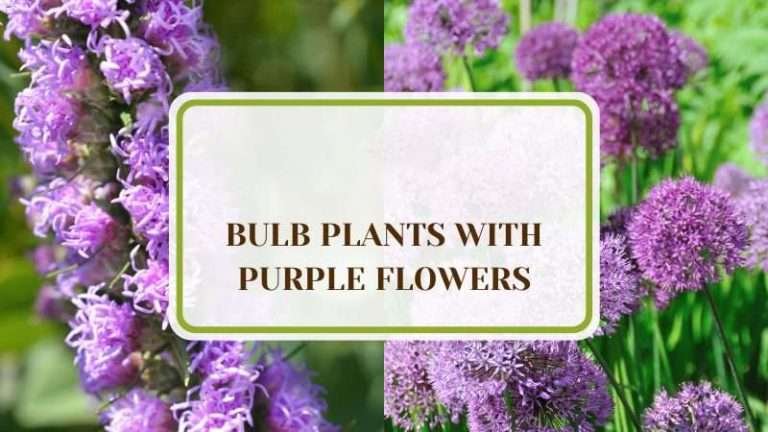 8 Bulb Plants With Purple Flowers to Have in Your Landscape - Plant America
