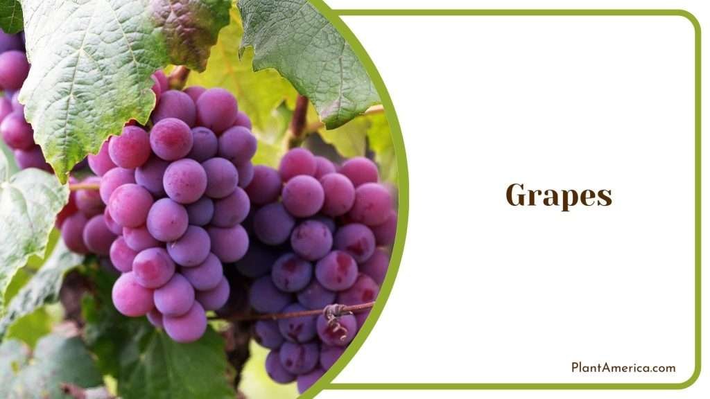 10 Fruits That Grow on Vines: Useful List of Fruit-bearing Plants ...
