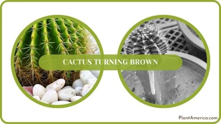 Cactus Turning Brown: The Causes and Their Best Fixes - Plant America