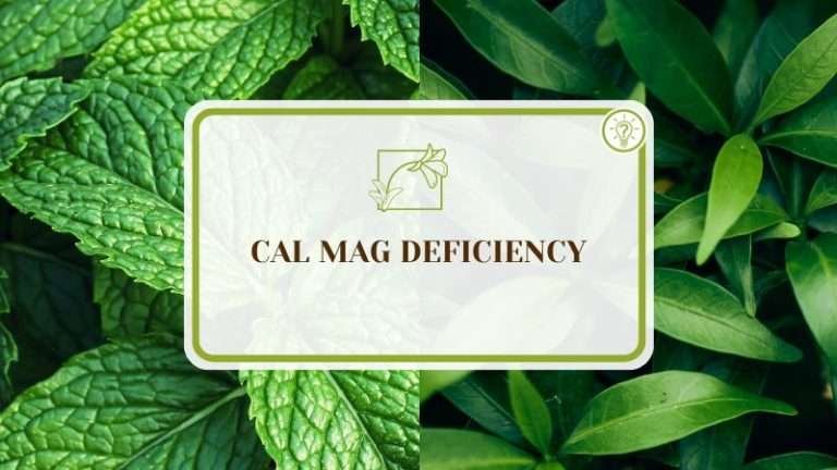 Cal Mag Deficiency: Identify the Cause and Restore Plant Health - Plant ...