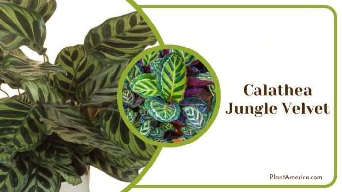 7 Plants With Velvet Leaves That Can Beautify Your Home - Plant America