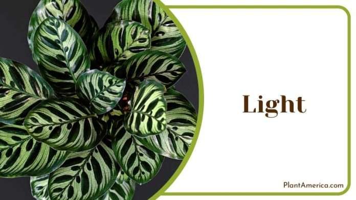 Calathea Makoyana: Growing This Mesmerizing Peacock Plant - Plant America