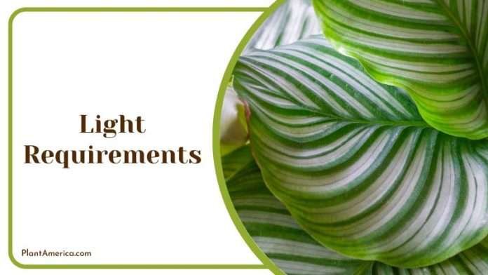 Calathea Vittata: Care Tips for the Amazing Prayer Plant - Plant America