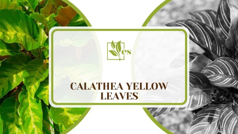 Calathea Yellow Leaves: Know the Causes and Ways To Fix It - Plant America