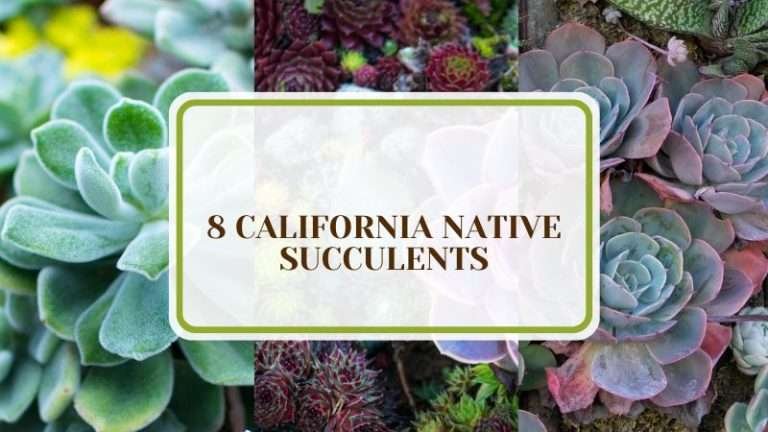 8 California Native Succulents to Add to Your Garden - Plant America