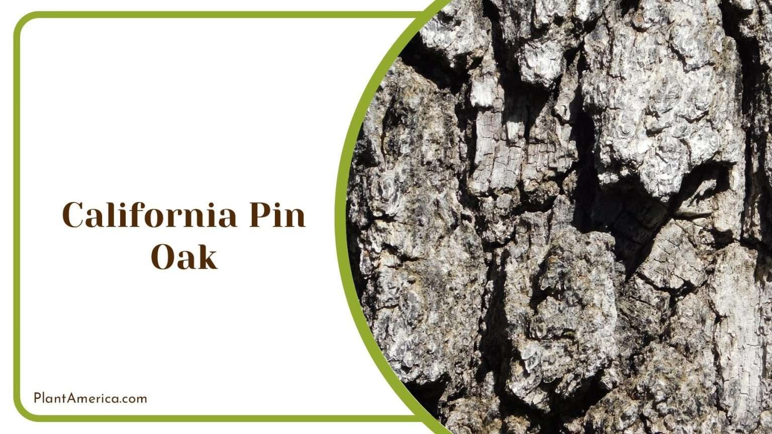 16 California Oak Trees That Thrive in Most Climates - Plant America