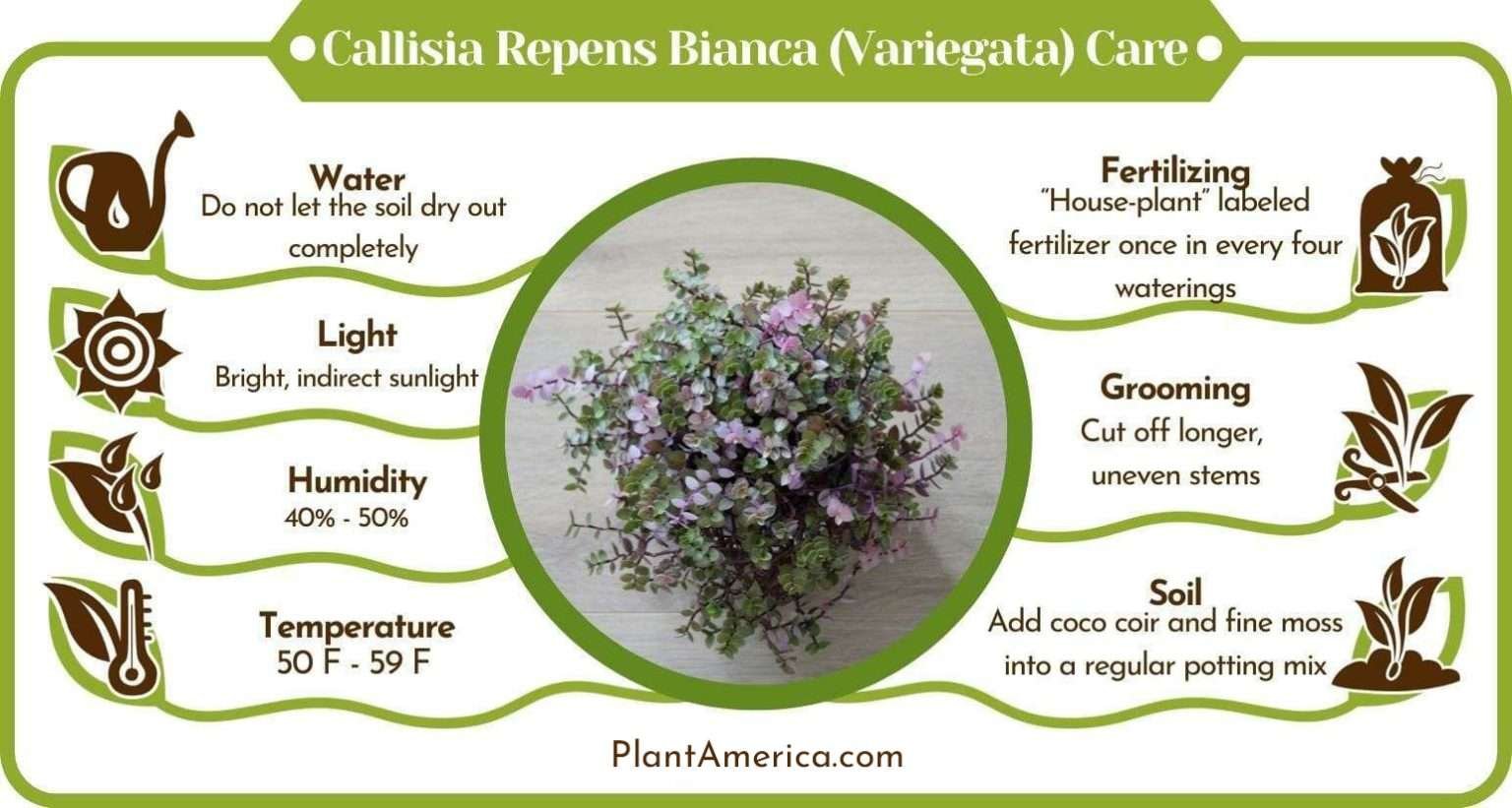 Callisia Repens Bianca (Variegata) - Your Vital Care Nuggets - Plant ...