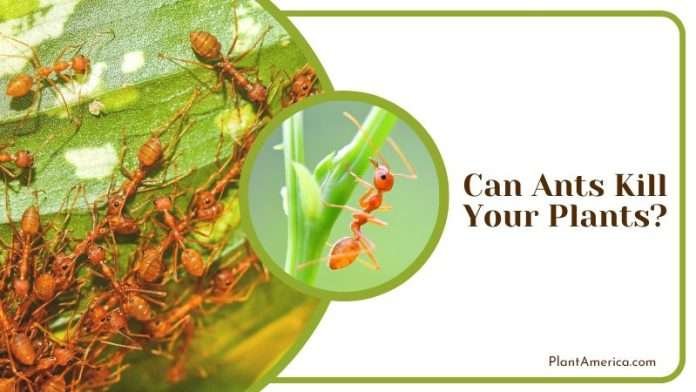 Do Ants Eat Plants? Here’s What You Should Know About Ants - Plant America