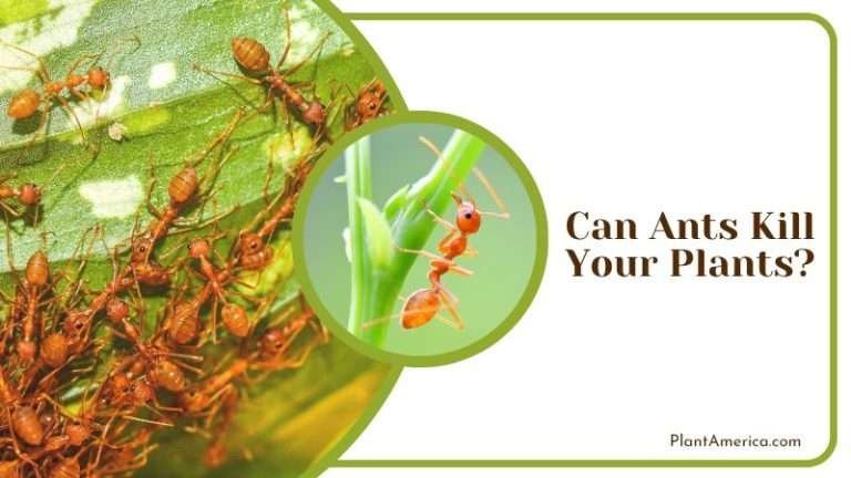 Do Ants Eat Plants? Here’s What You Should Know About Ants - Plant America