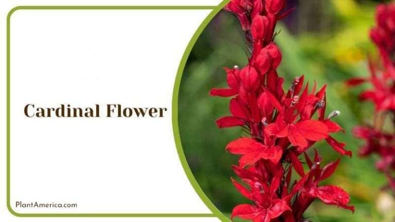 9 Tall Plants With Red Flowers for a Vibrant Pop of Color - Plant America