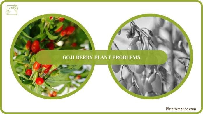 Goji Berry Plant Problems and Solutions You Should Know - Plant America