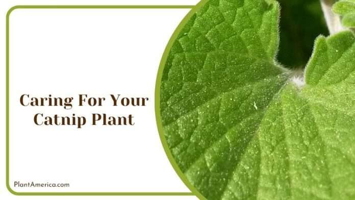 What Do Catnip Plants Look Like? All About This Wild Food - Plant America